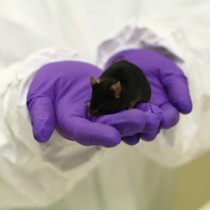 Syngeneic tumour models - Antineo